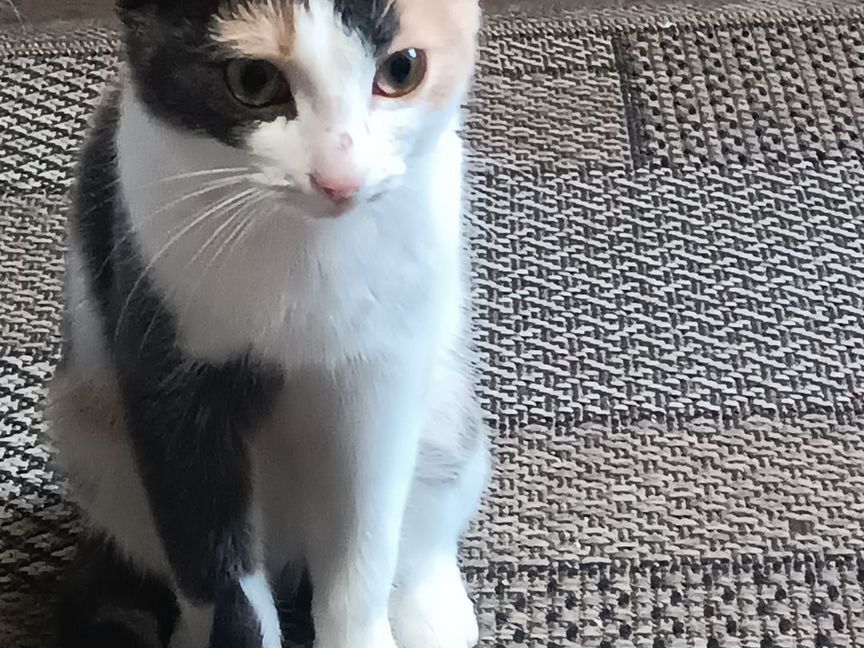 Кошечка лапулька