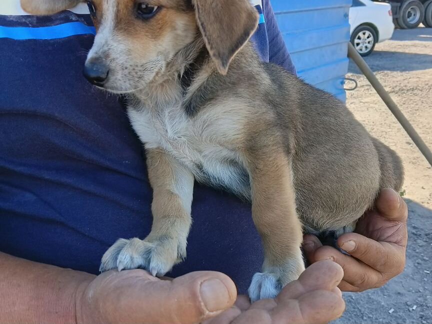 Маленький щенок ищет дом