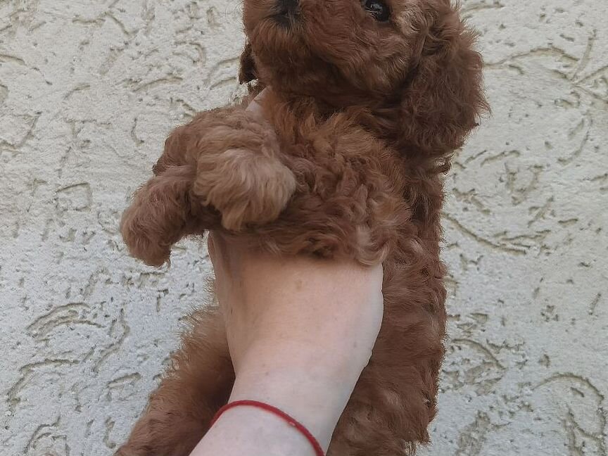 Мальтипу Тедди девочка