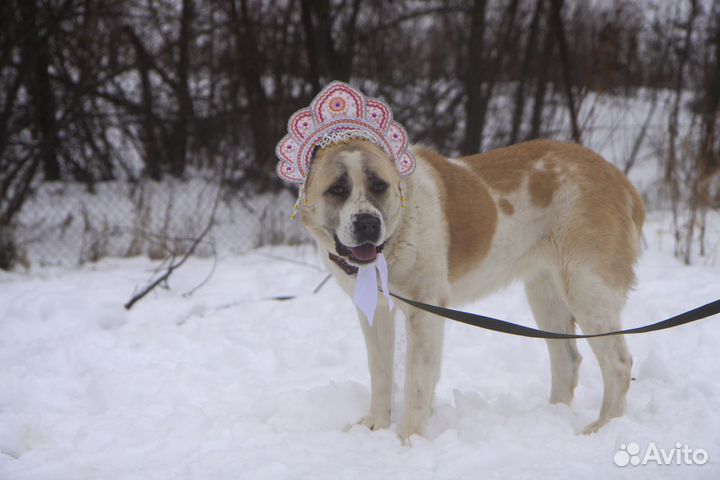 Алабай Узра, 2 года