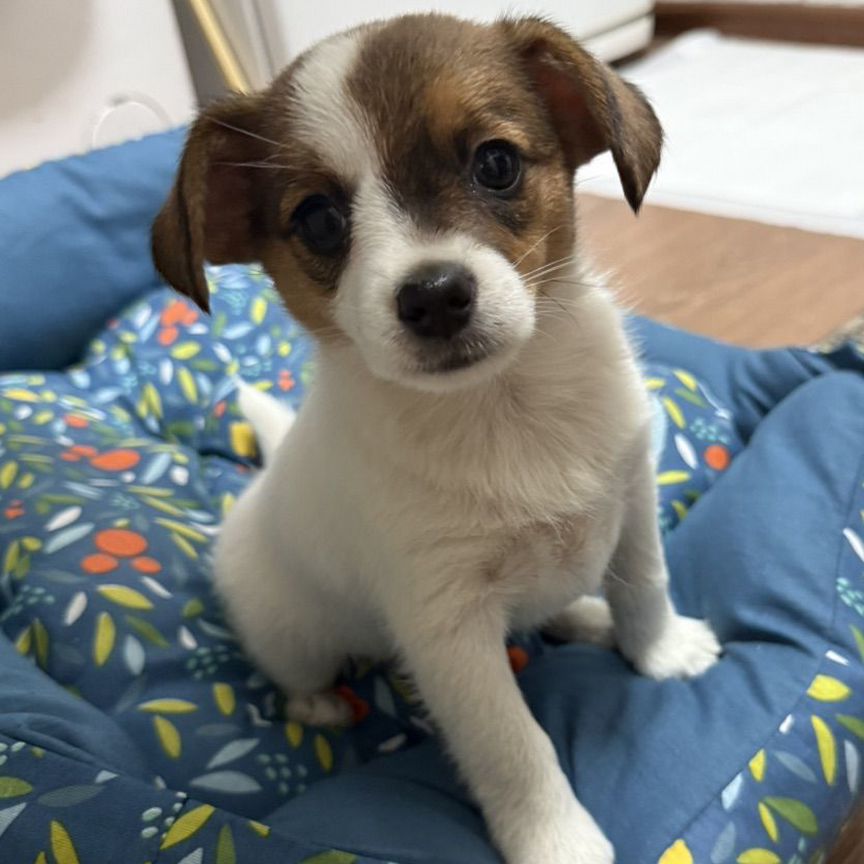 Джек-рассел-терьер, щенок