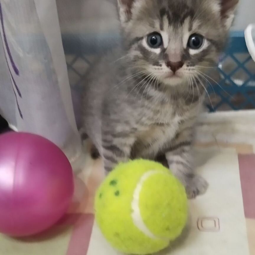 Мейн-кун котёнок