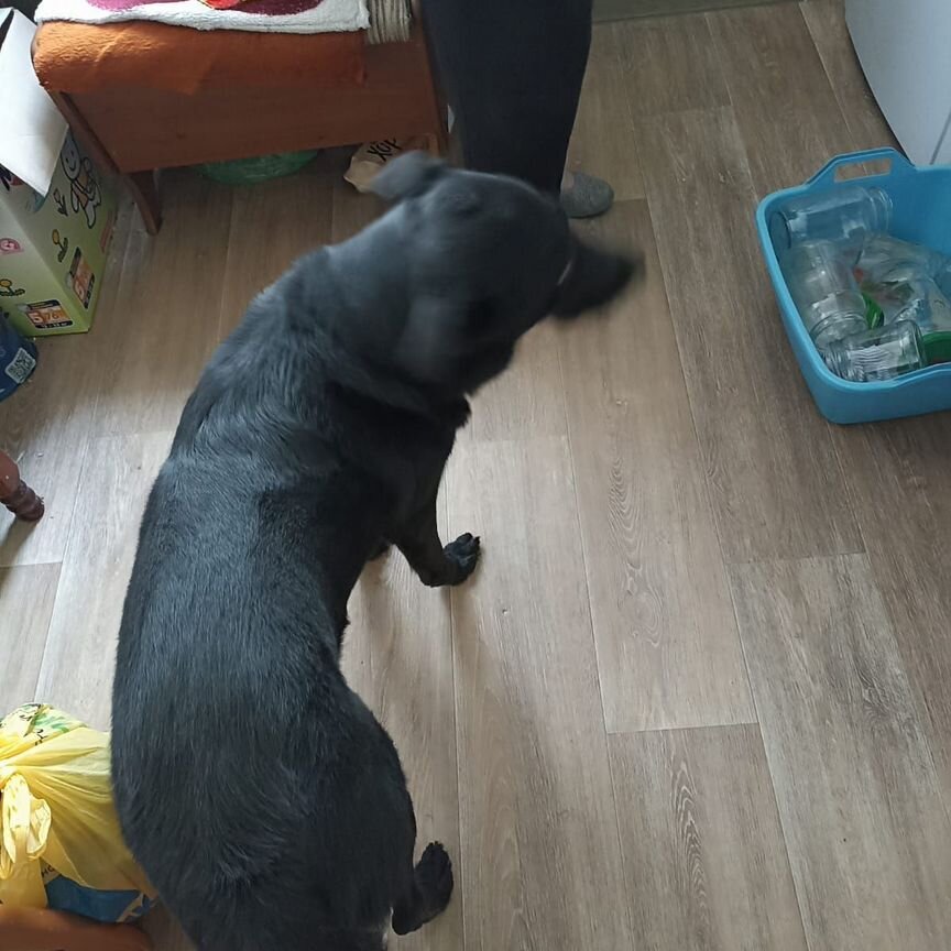 Взрослый пёс в добрые руки