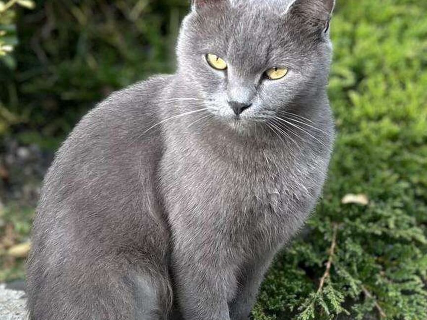 Русская голубая