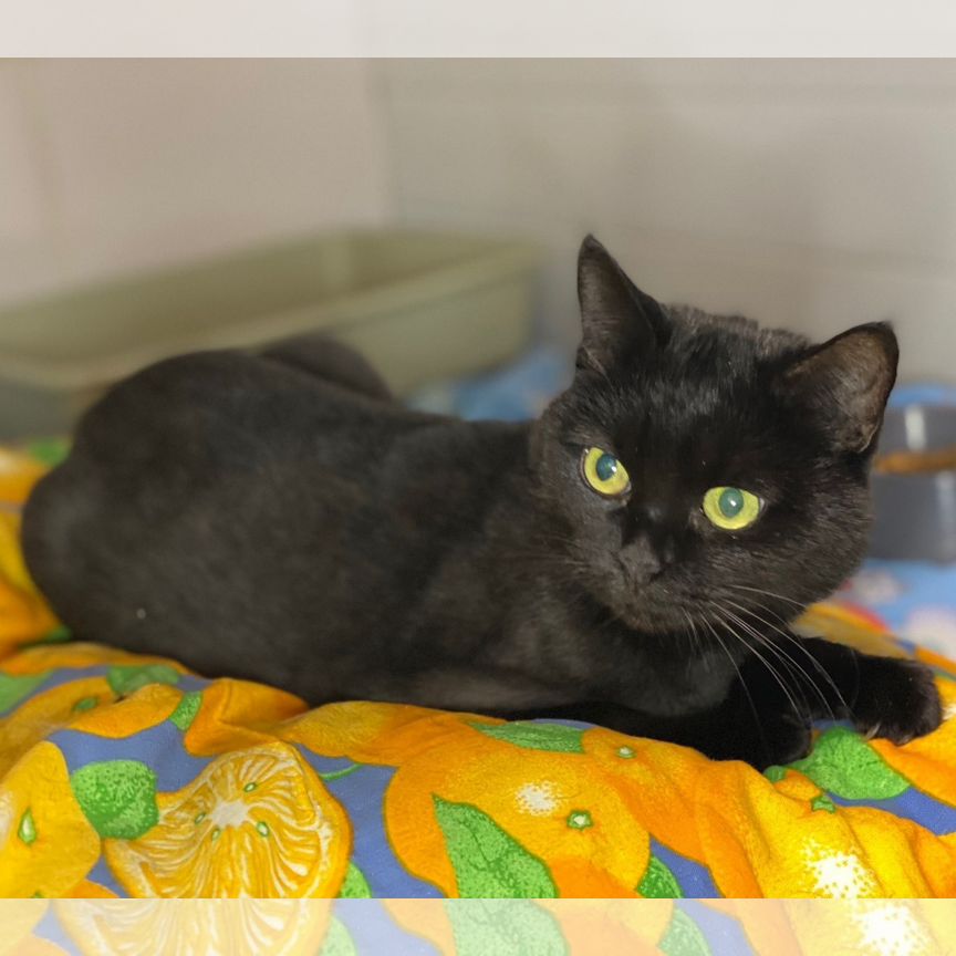 Взрослая, кошка в добрые руки