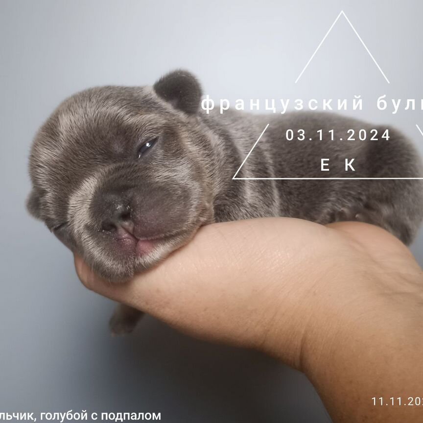 Французский бульдог мальчик