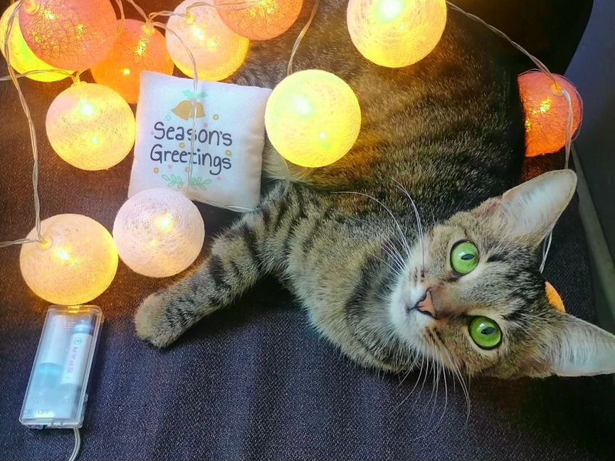 Отдам в добрые руки котёнок