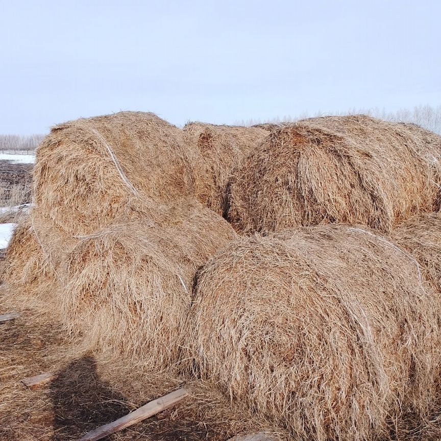 Сено в тюках