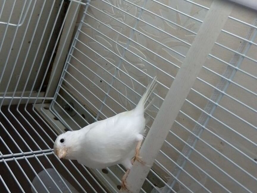 Кенара и канарейки