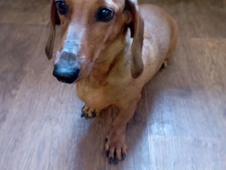 Кроличья такса