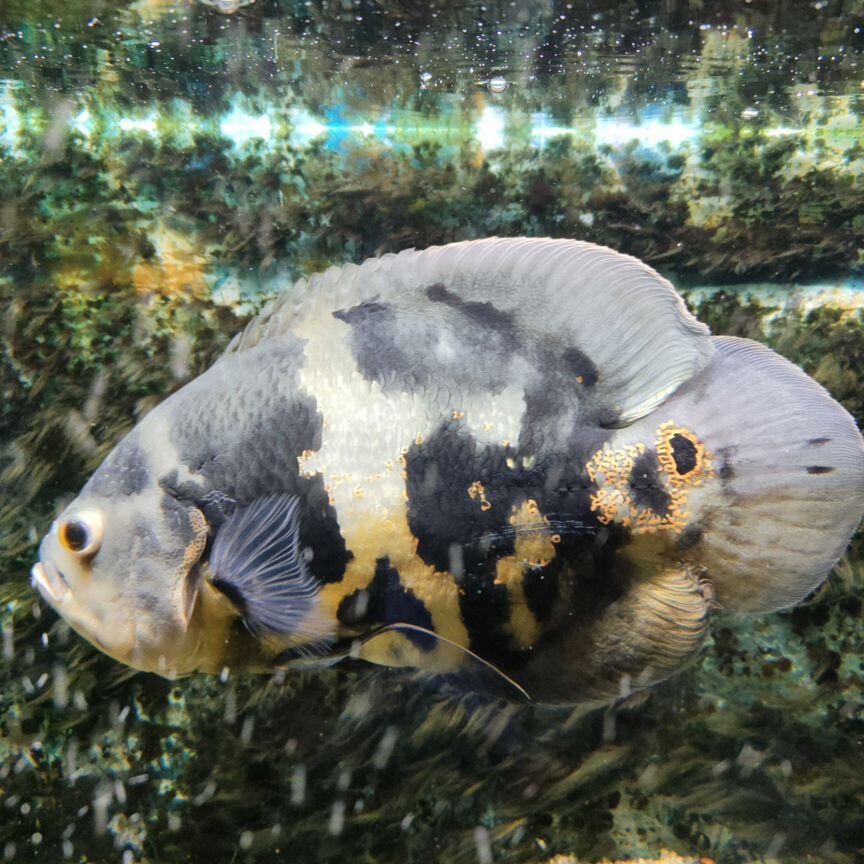 Астронотус