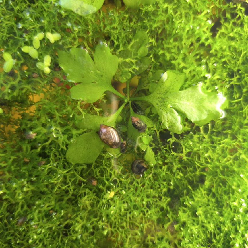 Улитки аквариумные Физа.чистильщики