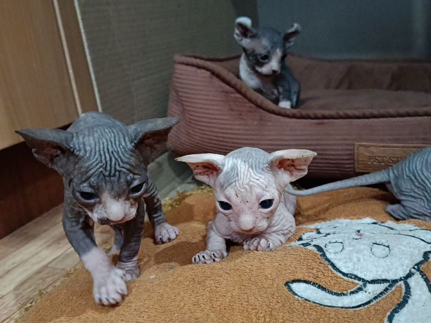 Котята канадский сфинкс