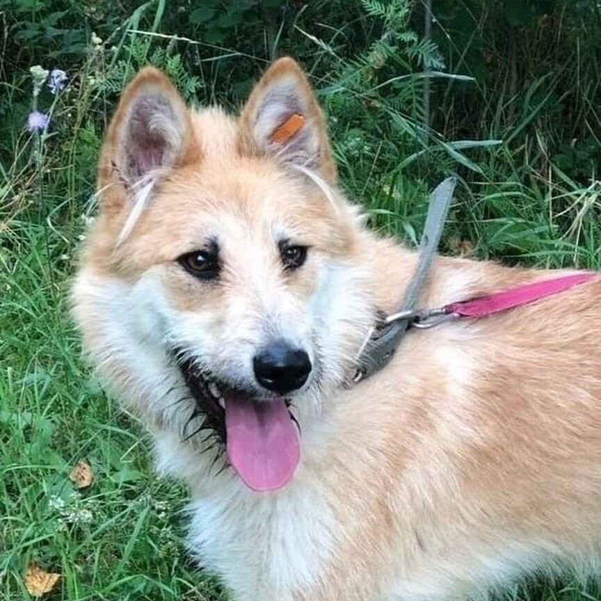 Собака в добрые руки