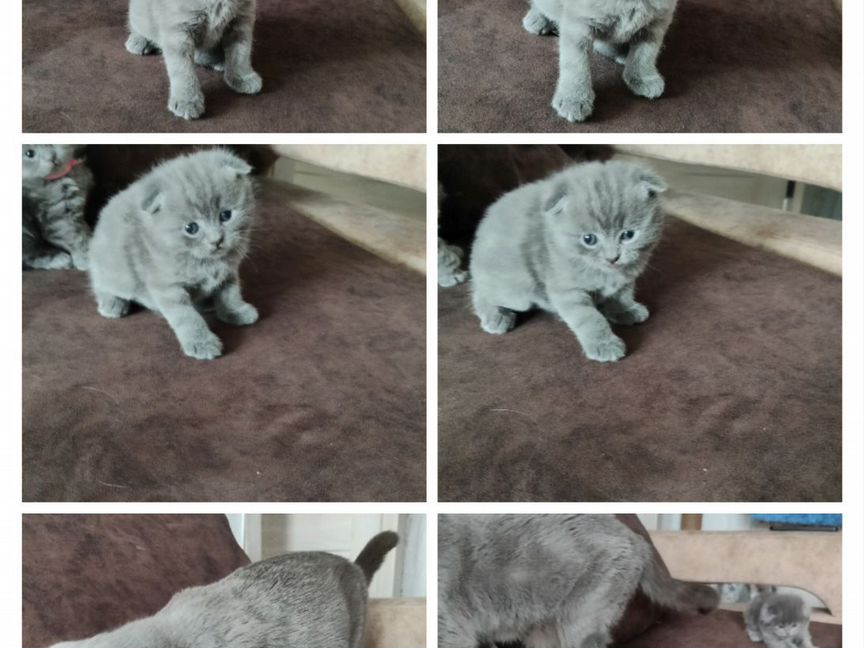 Шотландская вислоухая