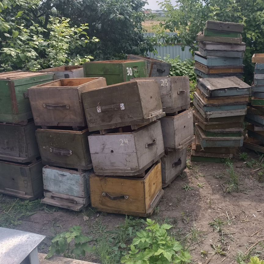 Улей дадановский