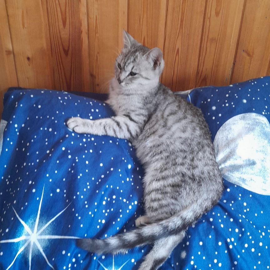 Шикарный котенок