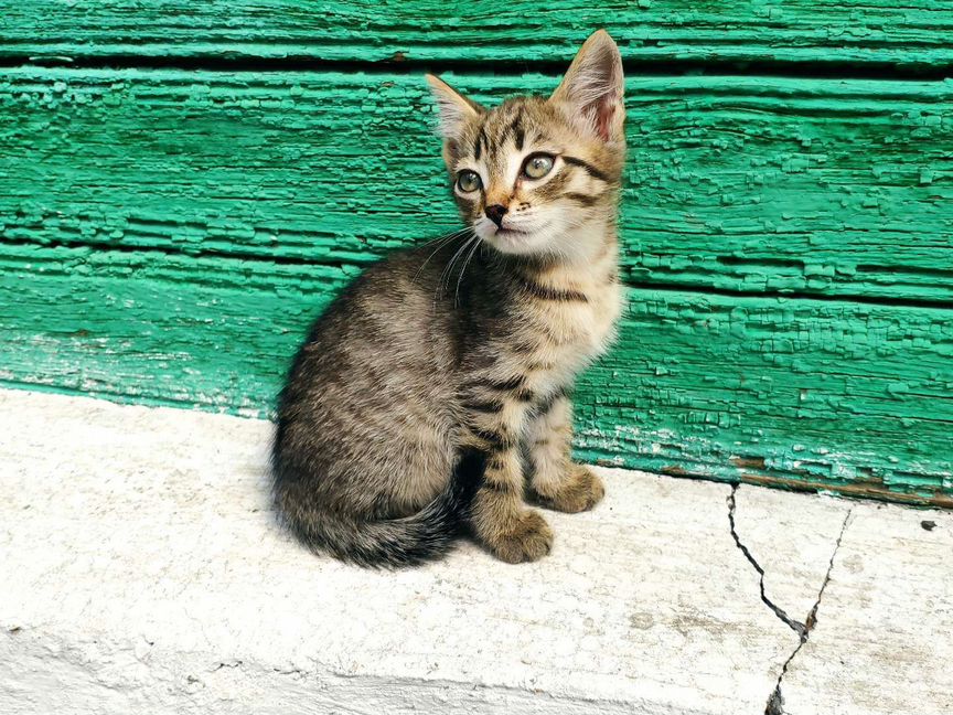Кошечка в добрые руки