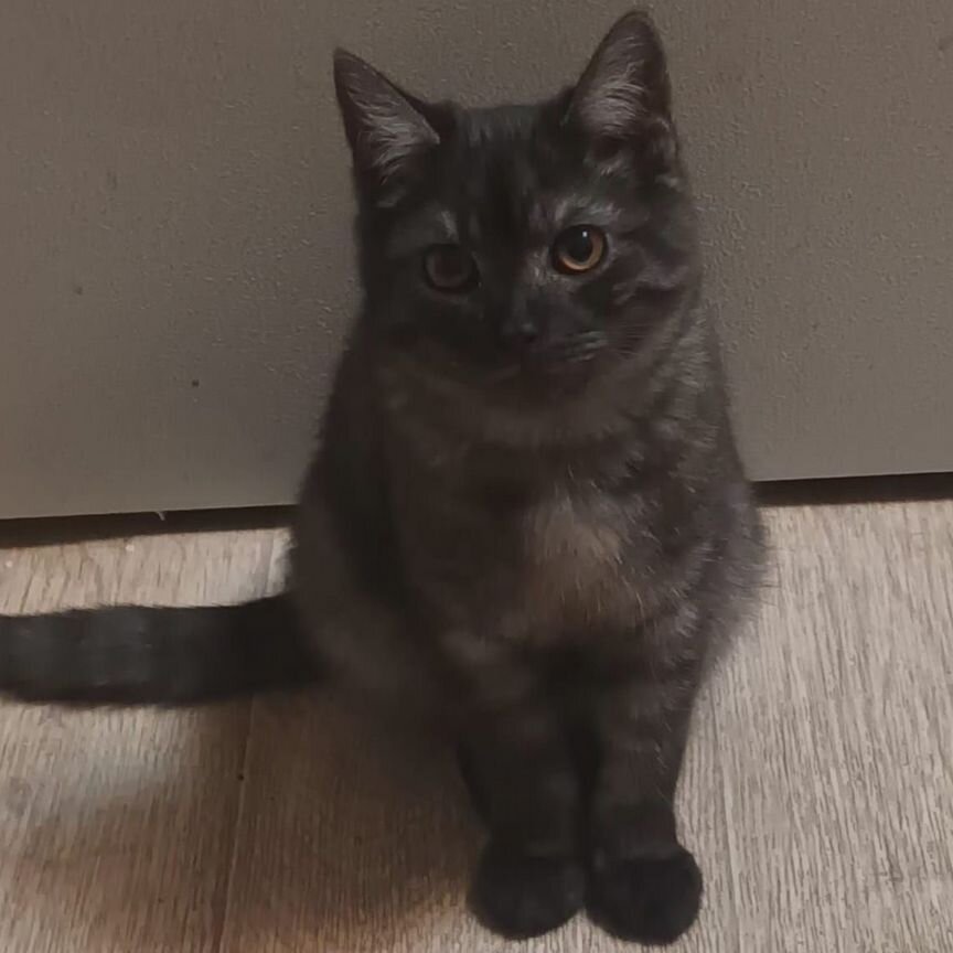 Русский голубой котёнок