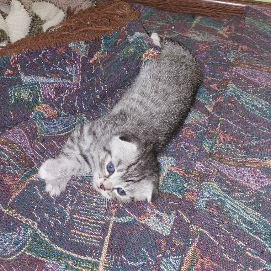 Котята отдам в добрые руки бесплатно