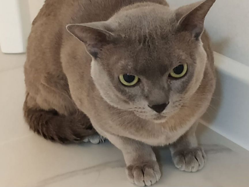 Бурманская кошка, котенок, Бурманский кот