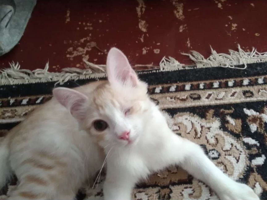 Отдам в очень добрые руки