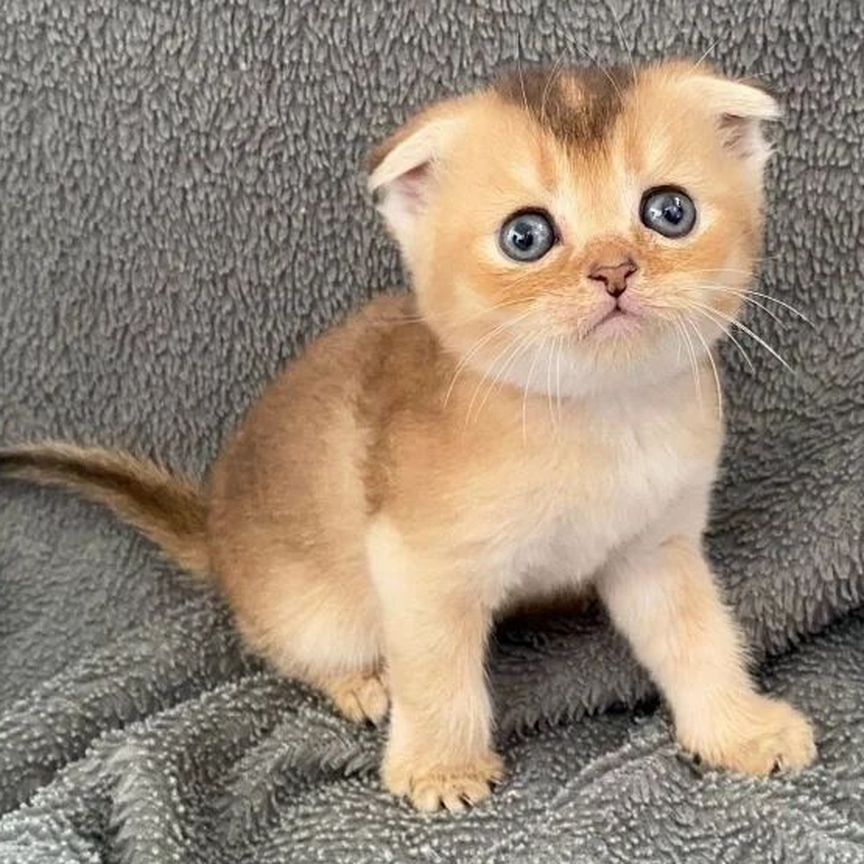 Шотландский вислоухий короткошёрстный котёнок