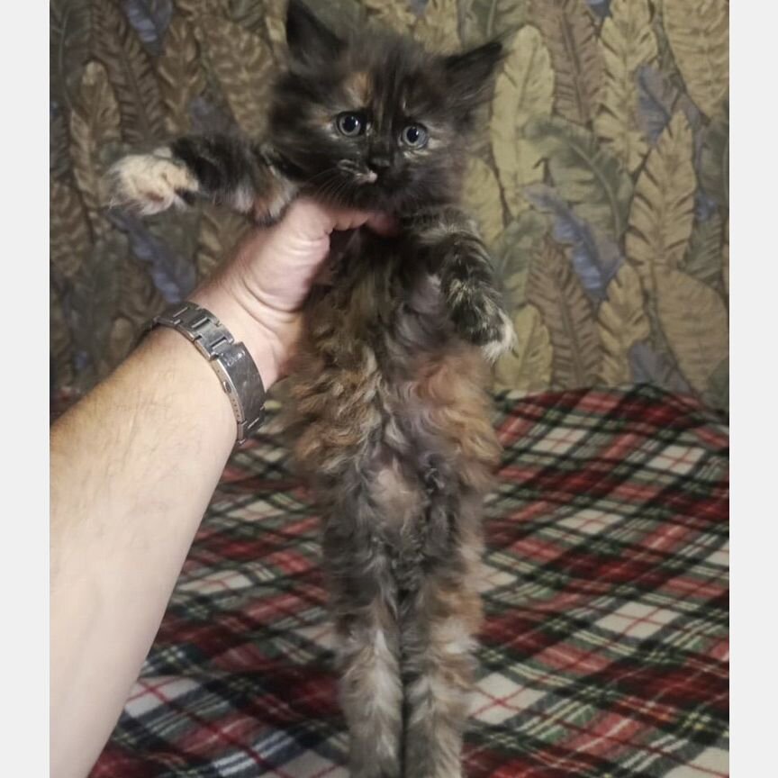 Котёнок