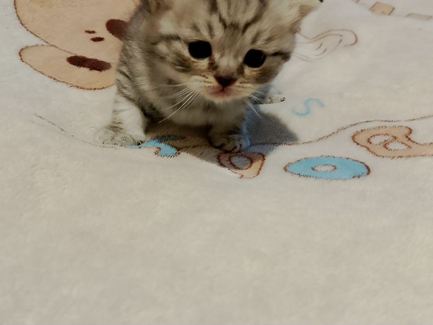 Шотландские котята