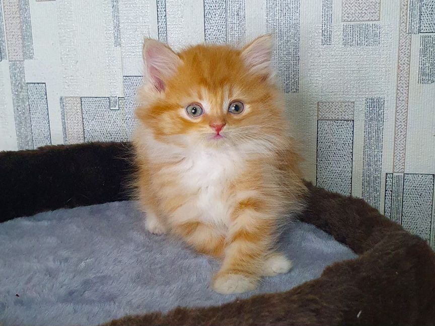 Сибирские котята