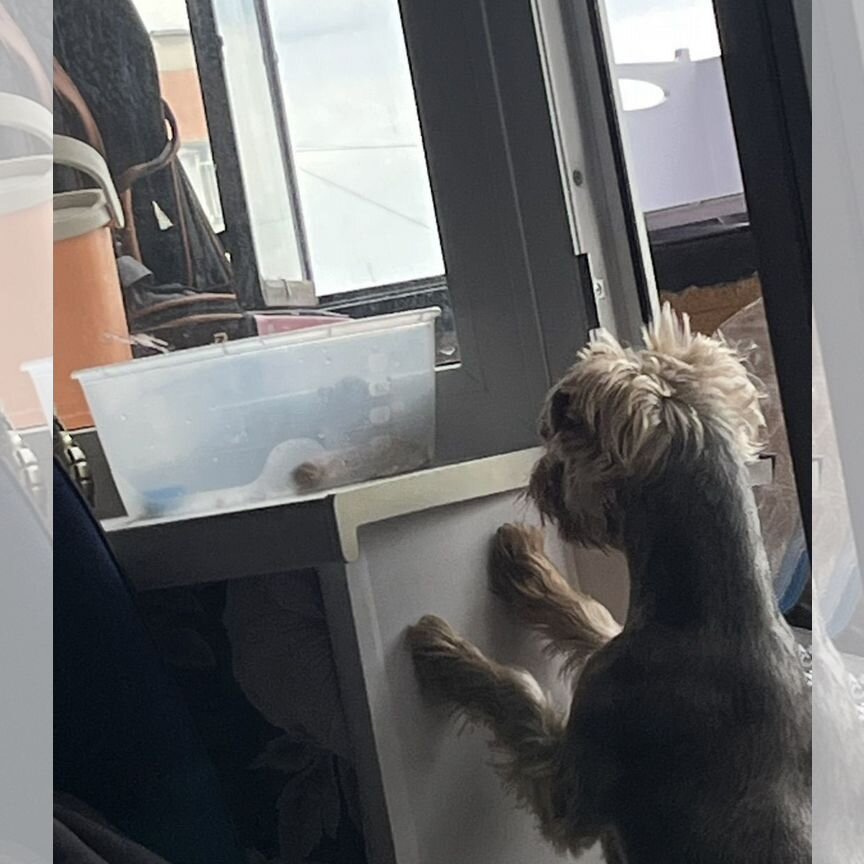Отдам в хорошие руки собаку