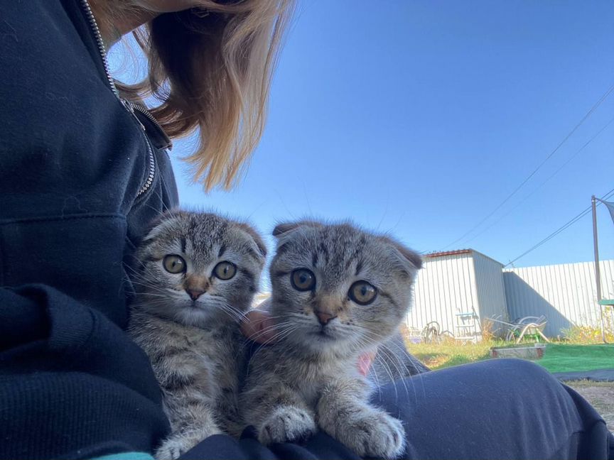 Котята девочки
