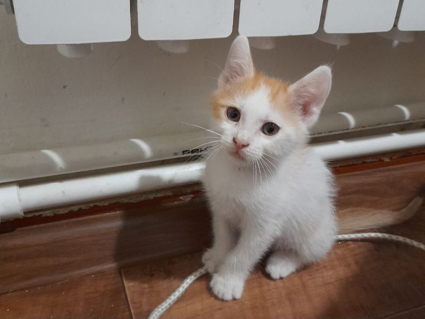 Котик