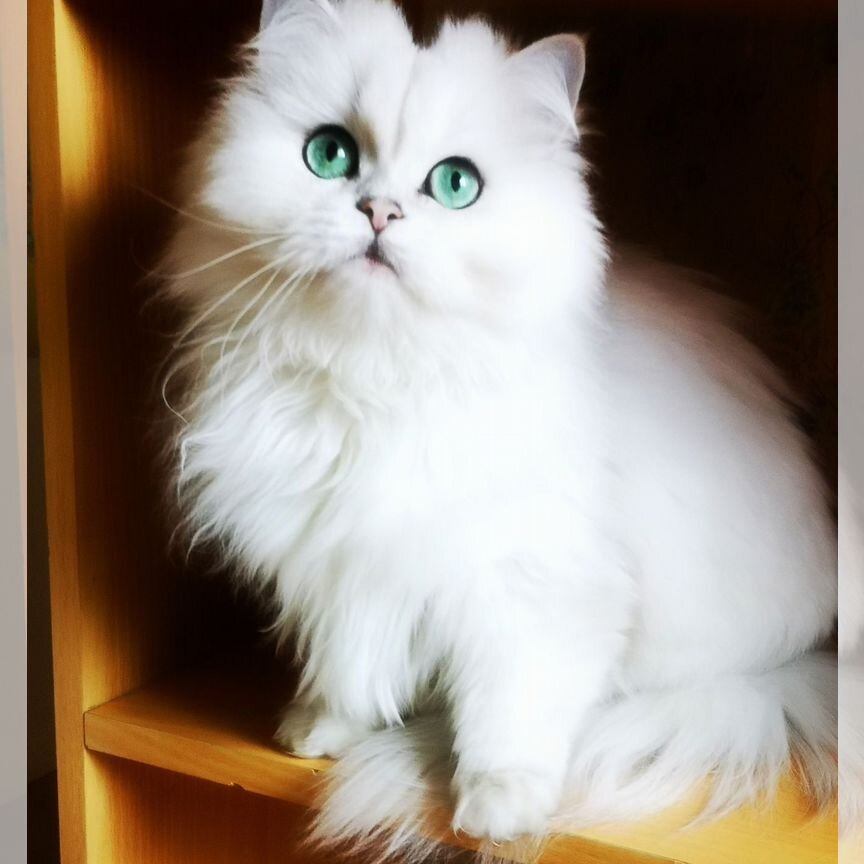 Британская кошка серебристая шиншилла