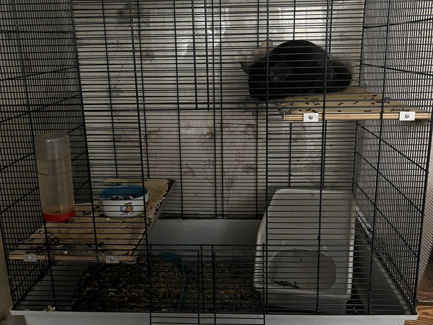 Большая клетка Savic для грызунов