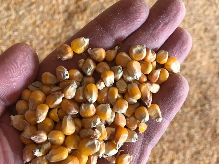 Кукуруза Фуражная