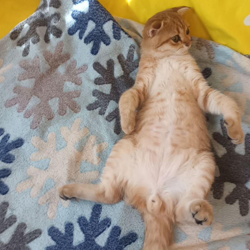 Скоттиш фолд золотая шиншилла