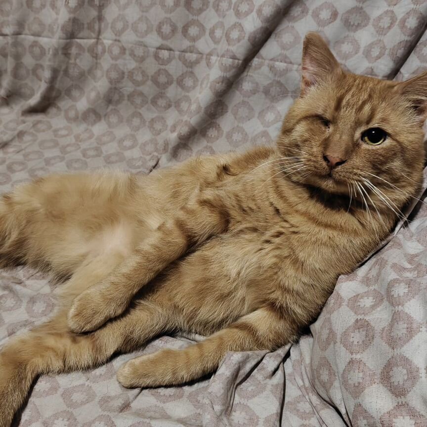 Взрослый кот в добрые руки