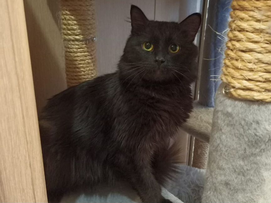 Кот Мишка