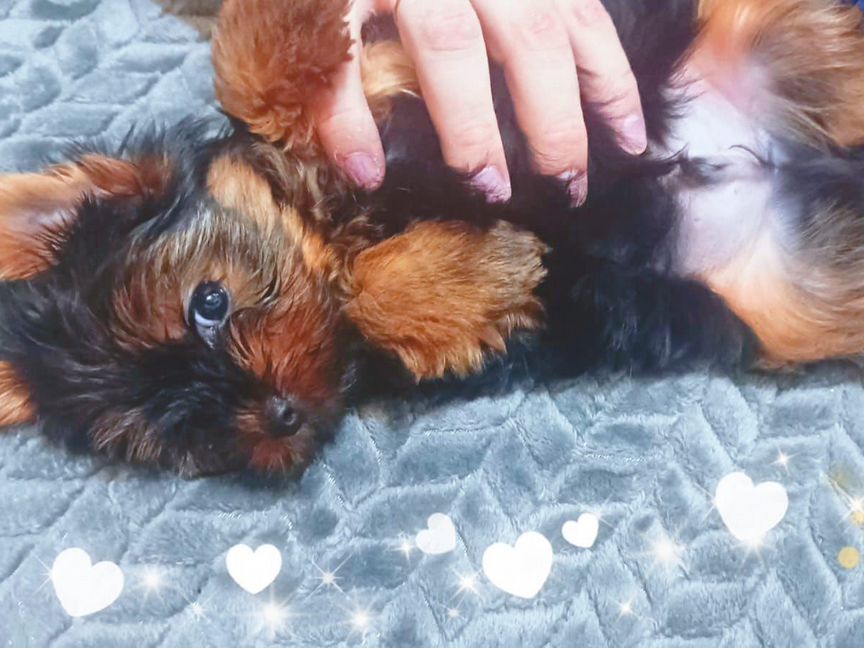 Йоркширский терьер щенок