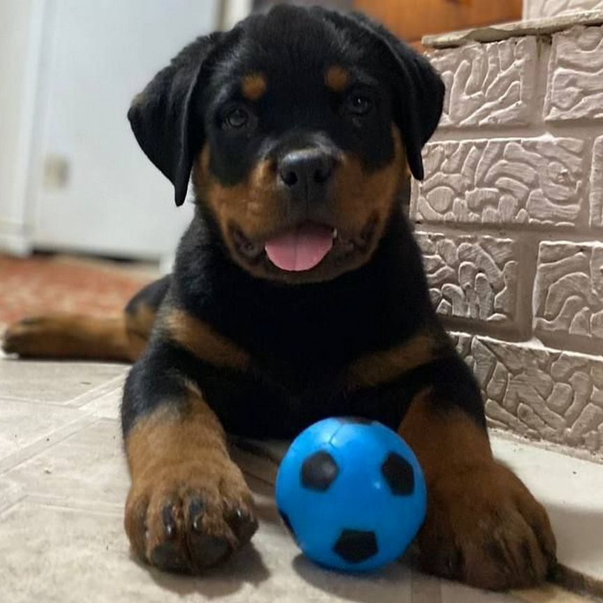 Ротвейлер, щенок