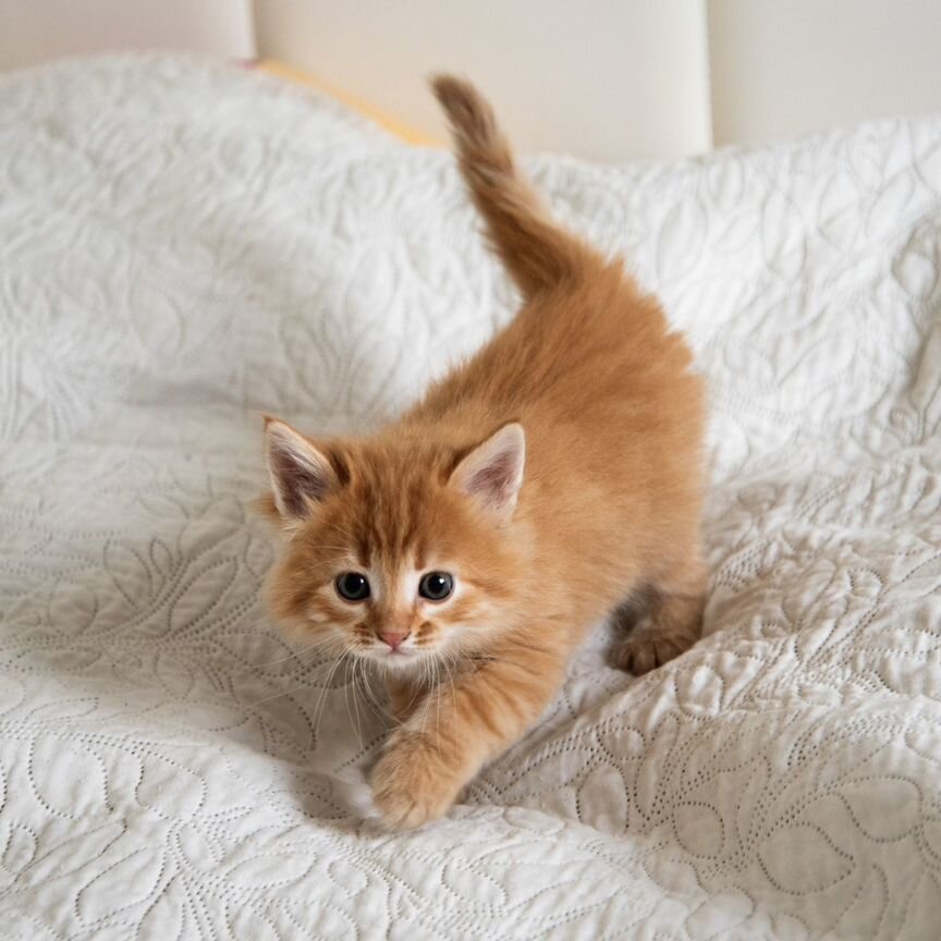 Милые котята