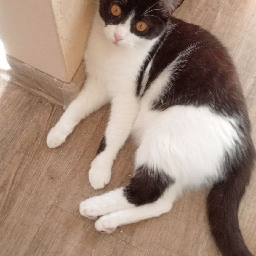 Кошечка в добрые руки