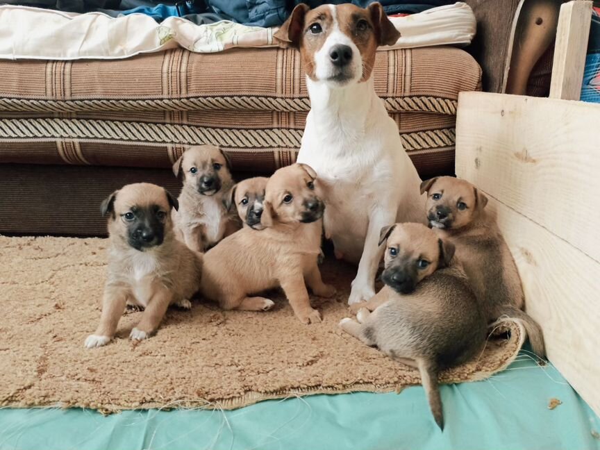 Продам щенят