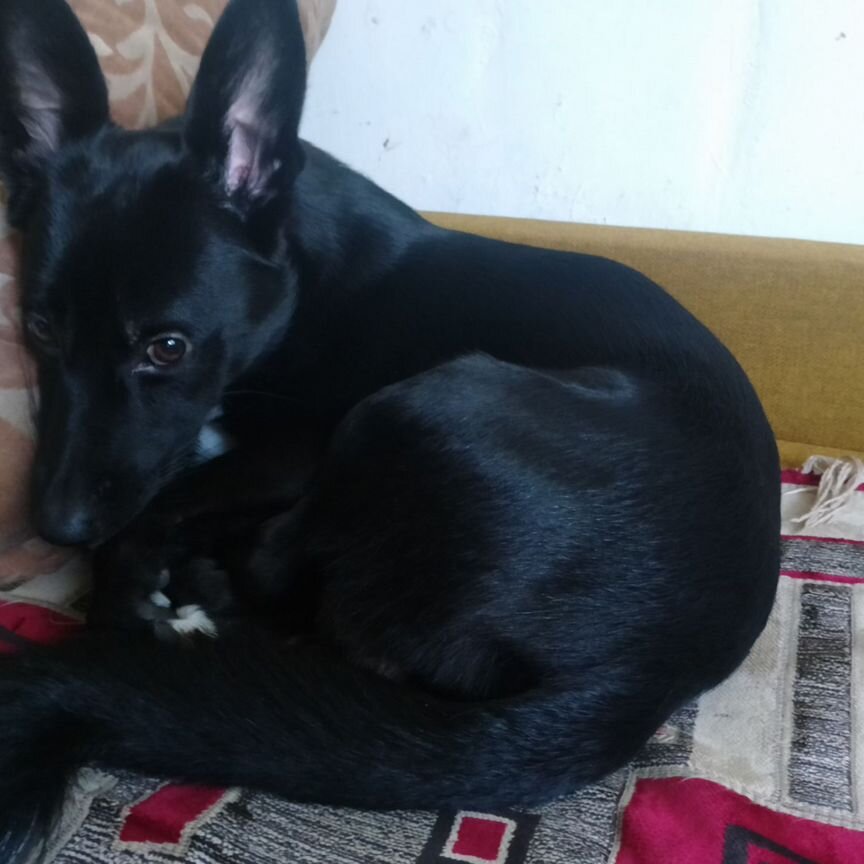 Тоша красивый