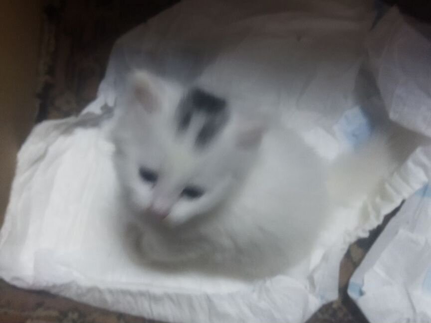 Котята беленькие с голубыми глазками