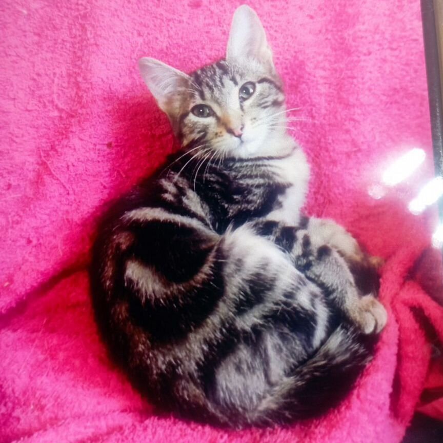 Котёнок в добрые руки