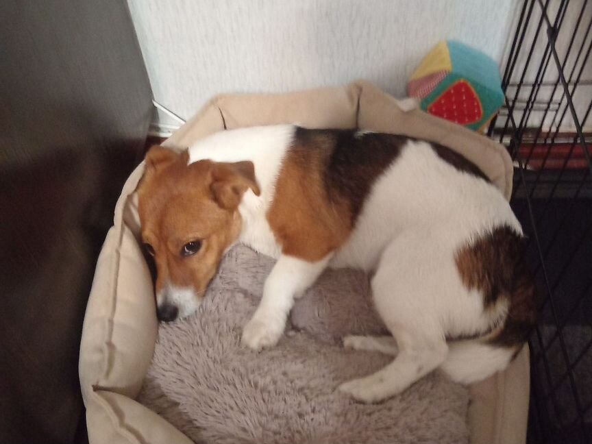 Джек расл терьер