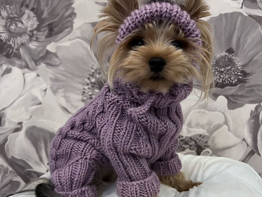 Комбинезон для собаки на заказ