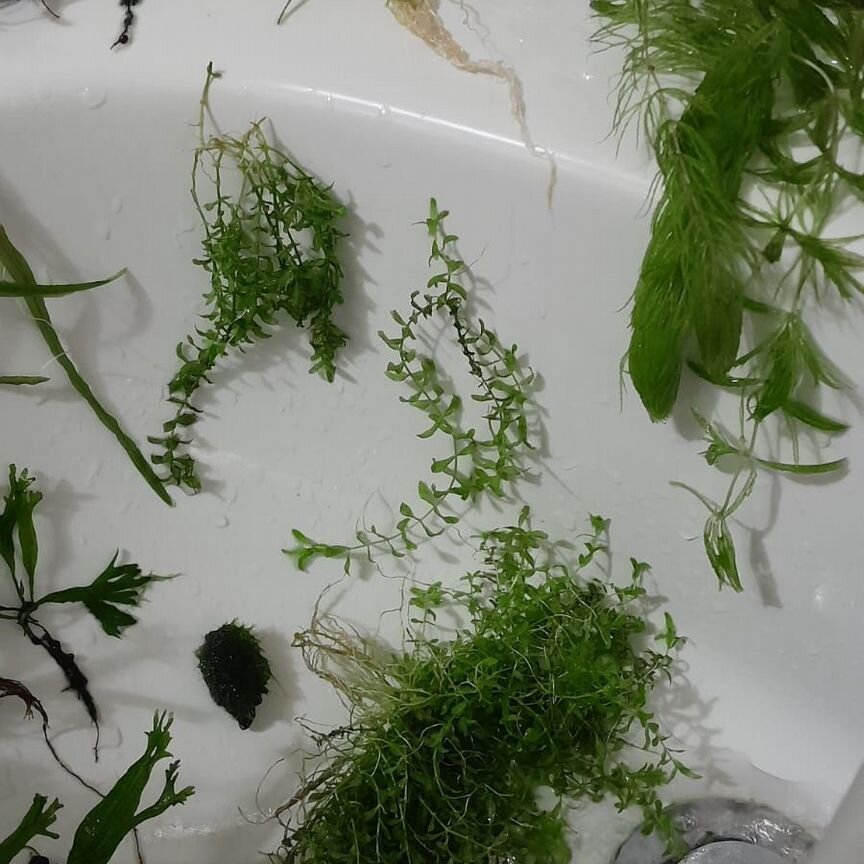 Аквариумная прополка